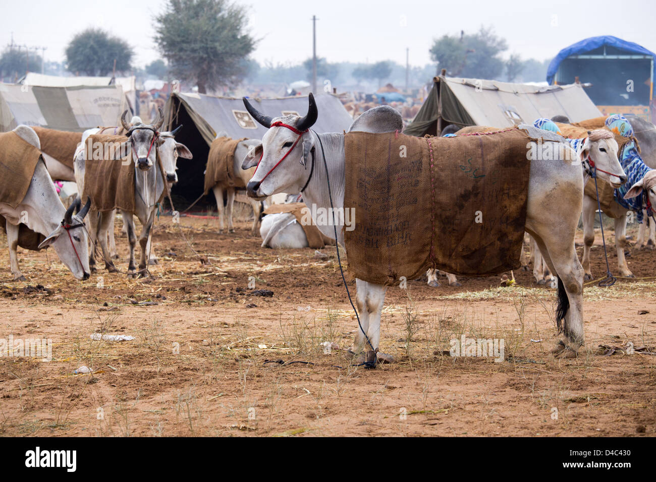 India cattle not cow hi-res stock photography and images - Alamy
