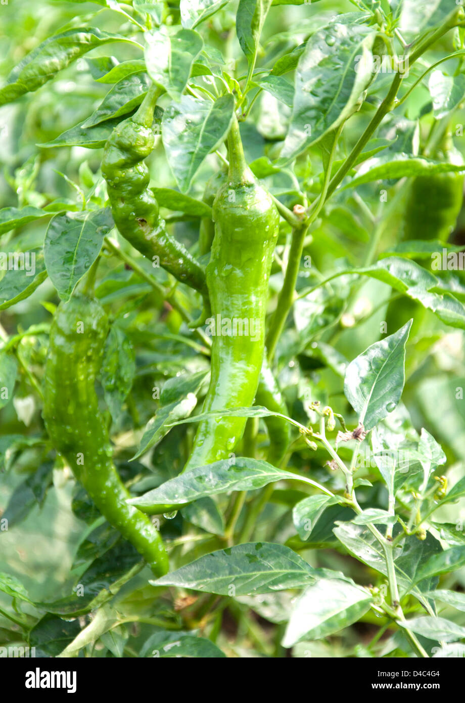 Chile ecology hi-res stock photography and images - Alamy