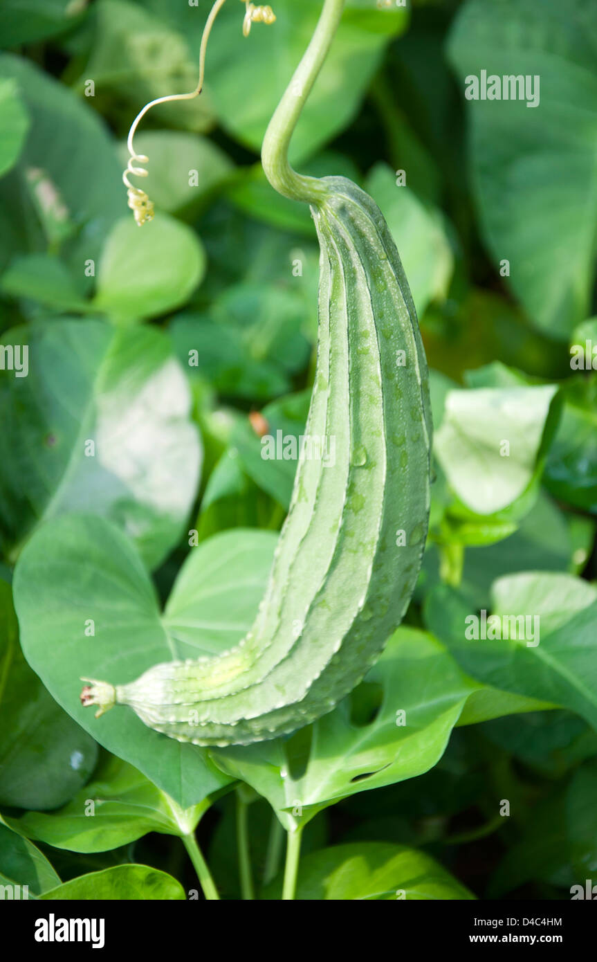 Asian loofah hi-res stock photography and images - Alamy