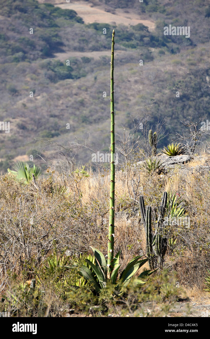 An agave plant with fifteen-foot flower stalk near Hierve el Agua in ...