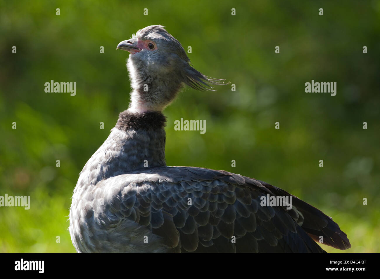 Crested or Southern Screamer (Chauna torquata). About to call or scream ...