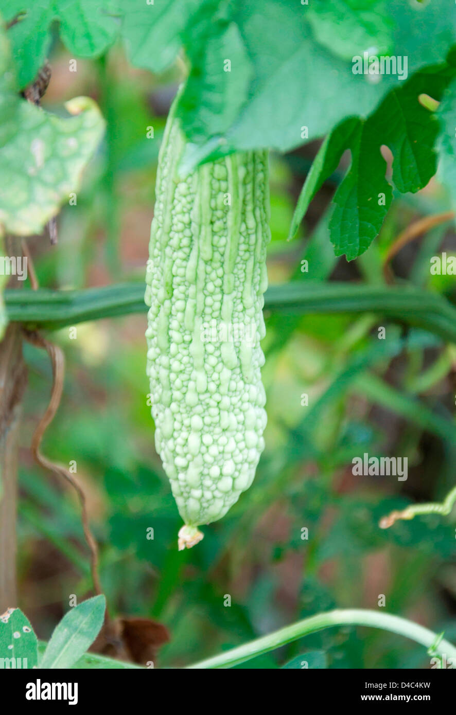 Bitter gourd farming hi-res stock photography and images - Alamy