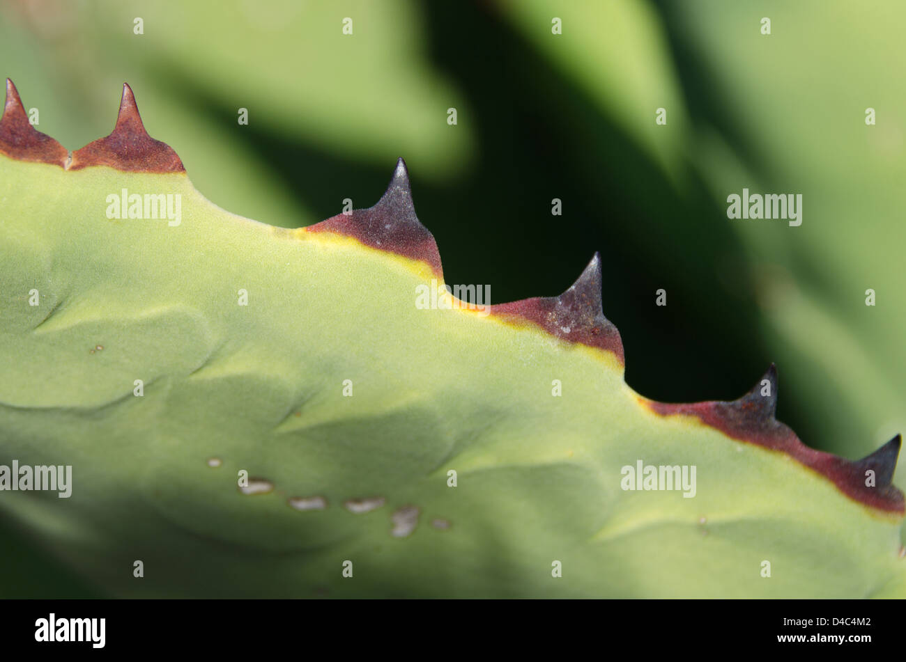 Agave thorns hi-res stock photography and images - Alamy