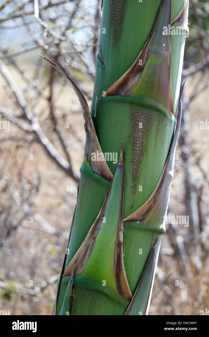 Agave plant stalk hi-res stock photography and images - Alamy