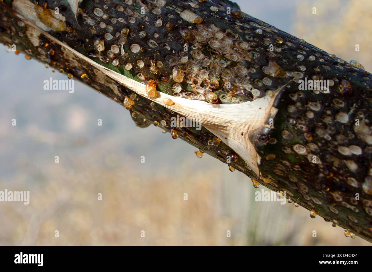 Sticky trickling arid high desert habitat environment climate hi-res ...