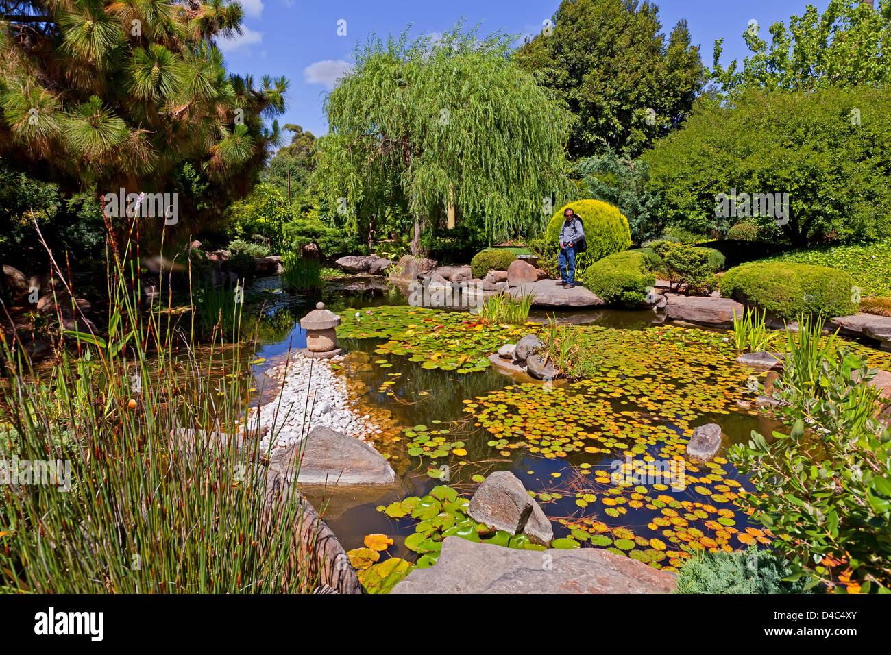 man person garden tree reed reeds water pond lily lilies Japanese ...