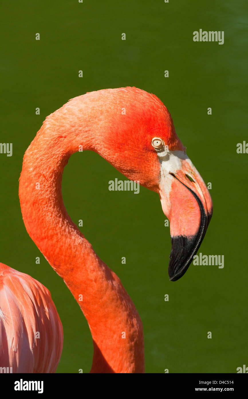 AMERICAN, CARIBBEAN OR ROSY FLAMINGO Phoencopterus ruber. HEAD AND NECK ...