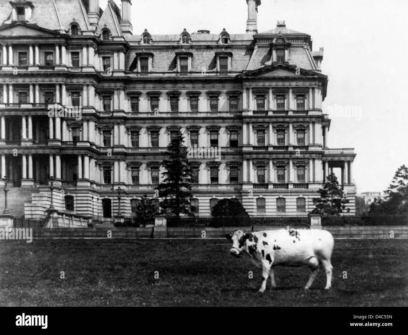 President William Taft's cow, "Pauline Wayne," grazing on the lawn on ...