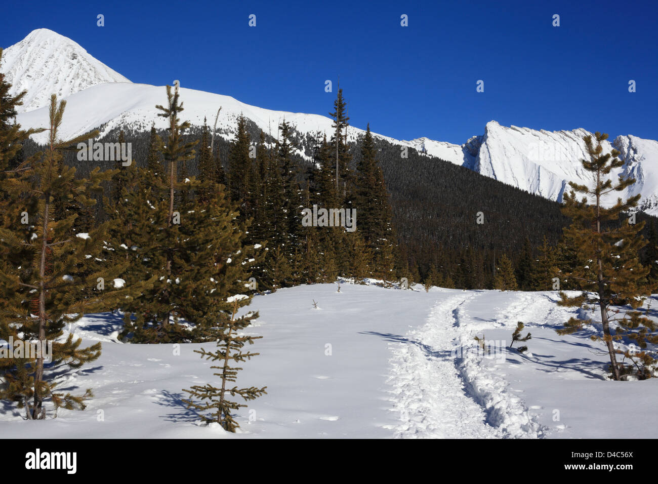 Hike through the woods hi-res stock photography and images - Alamy
