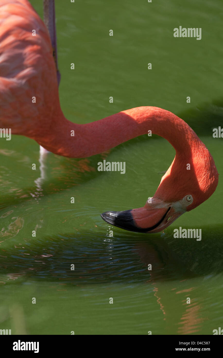 AMERICAN or CARIBBEAN FLAMINGO Phoencopterus ruber. Filter feeding ...