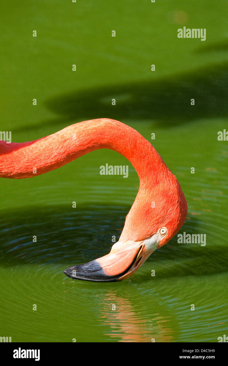 AMERICAN or CARIBBEAN FLAMINGO Phoencopterus ruber. Filter feeding ...