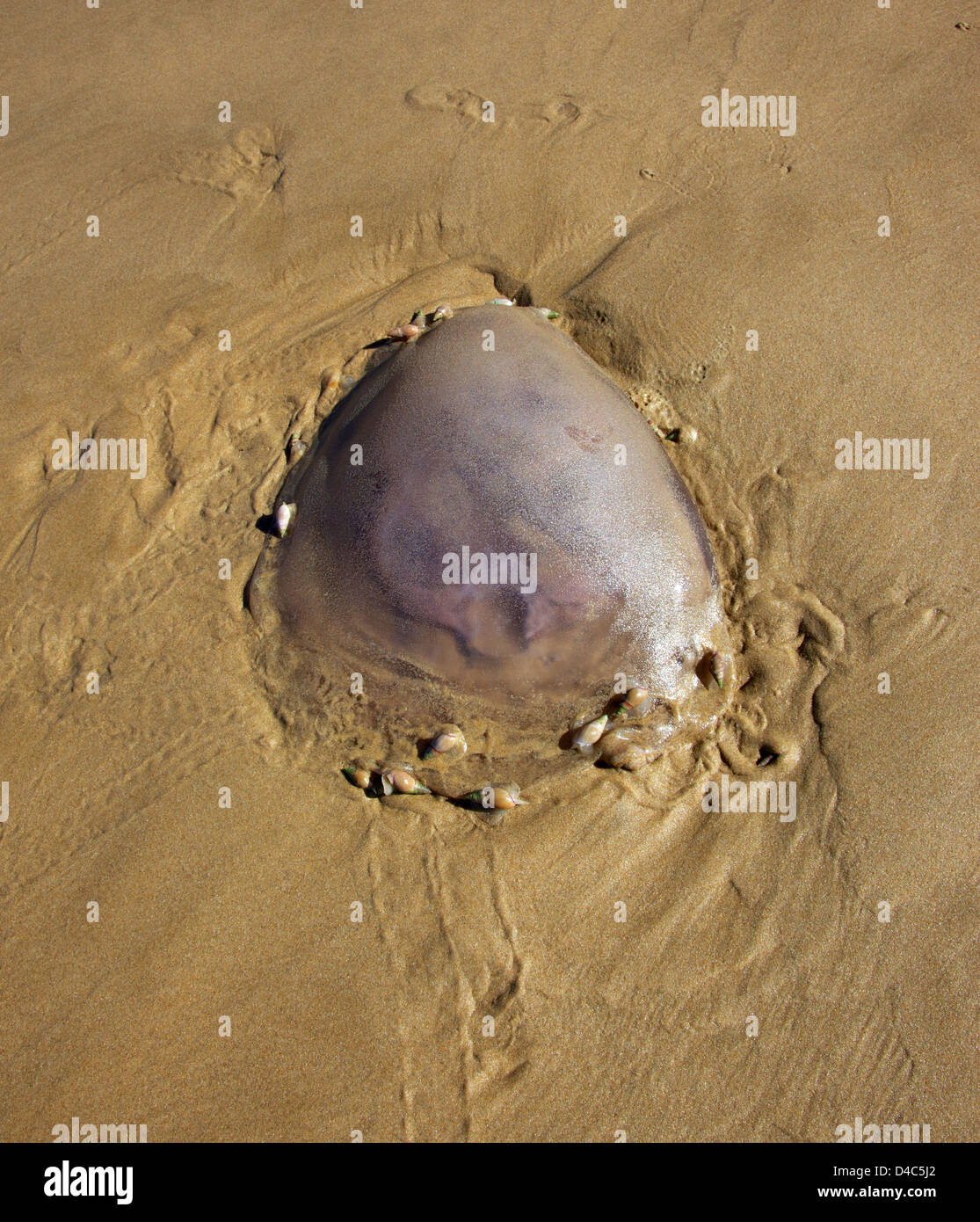 Scavenger of the sea hi-res stock photography and images - Alamy