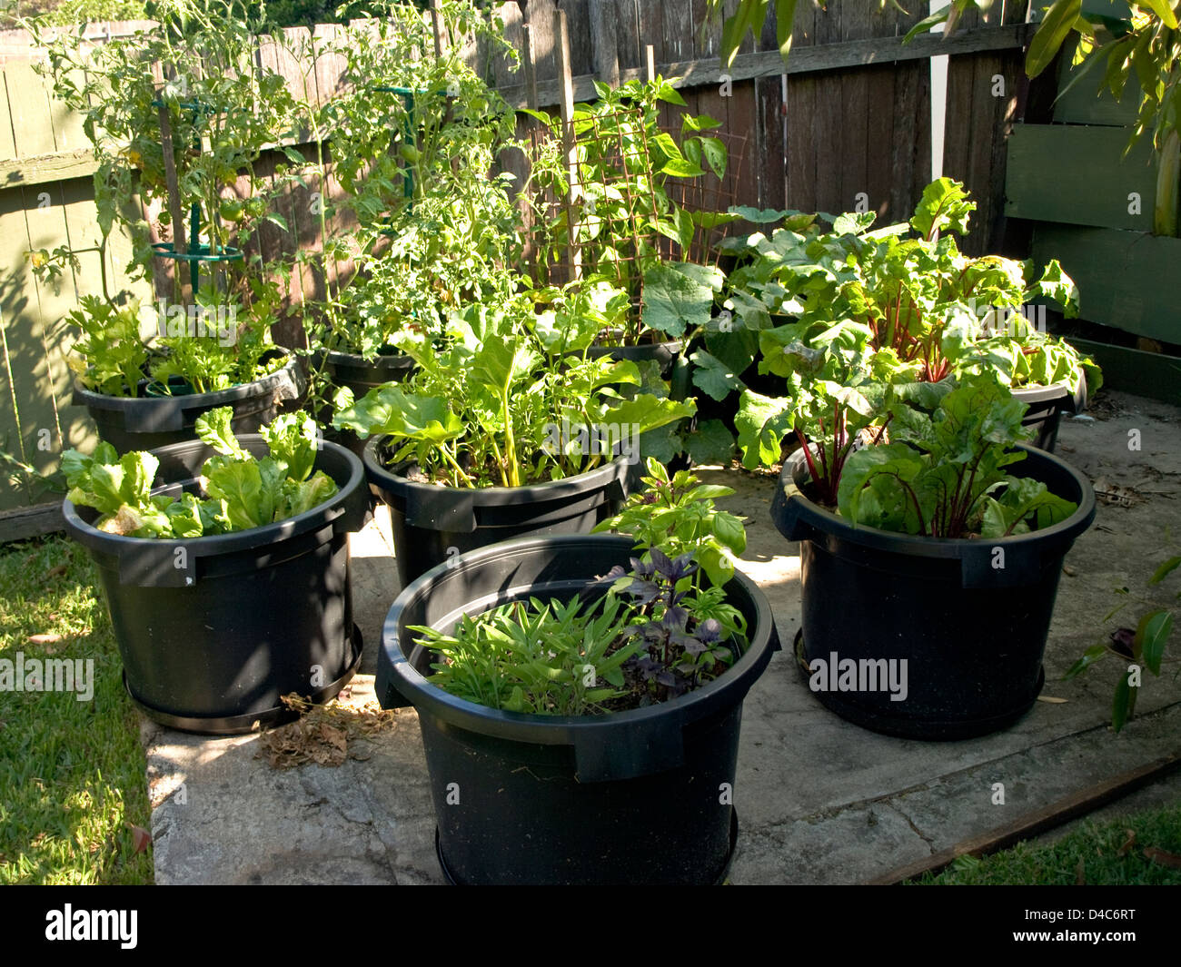 Vegetable garden in pots Stock Photo - Alamy