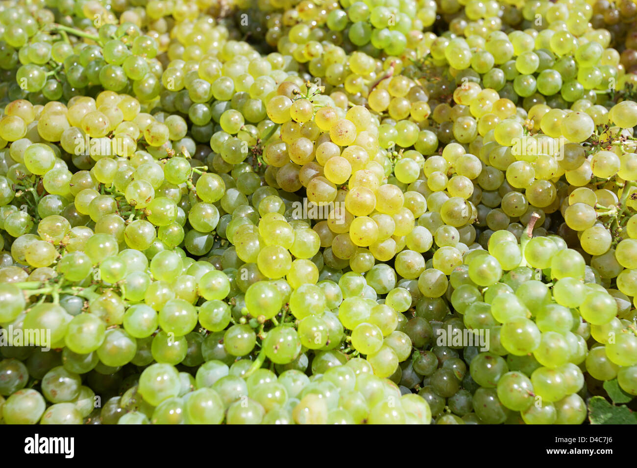 Oneiric wine farm white grapes, South africa Stock Photo - Alamy