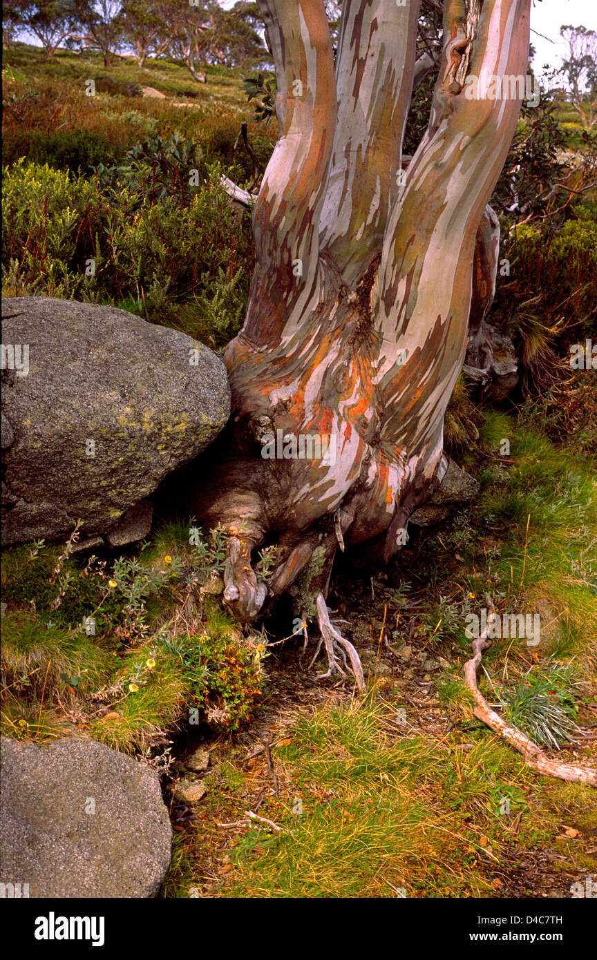 Snow gum, Snowy Mountains, NSW, Australia Stock Photo - Alamy