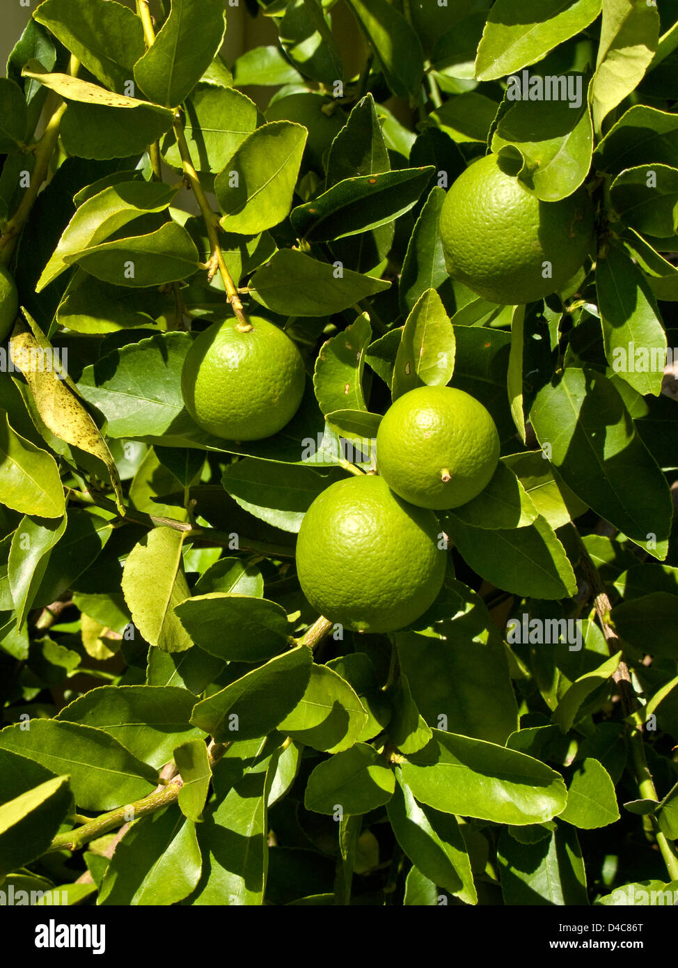 Lime tree hi-res stock photography and images - Alamy