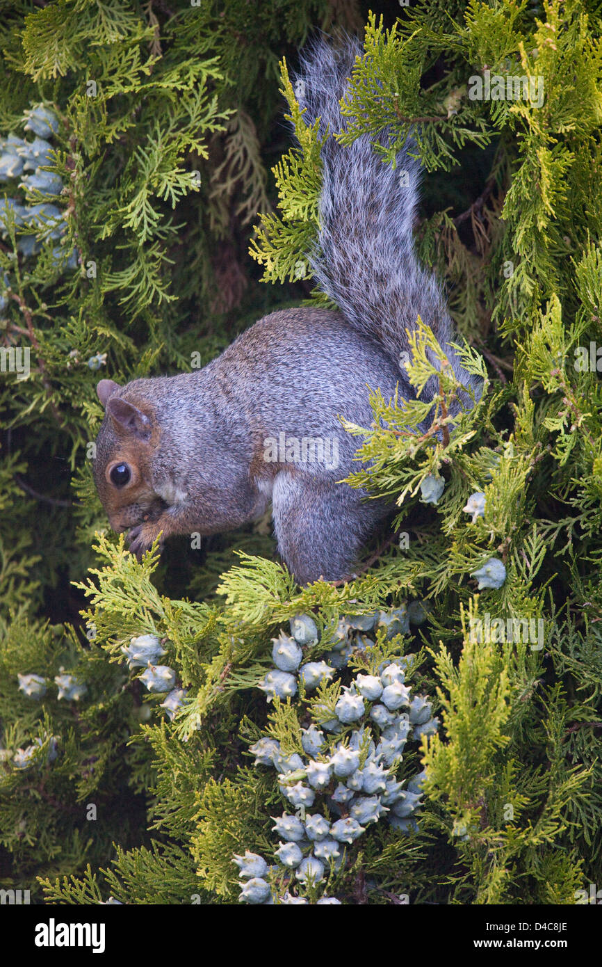Cupressus sp hi-res stock photography and images - Alamy