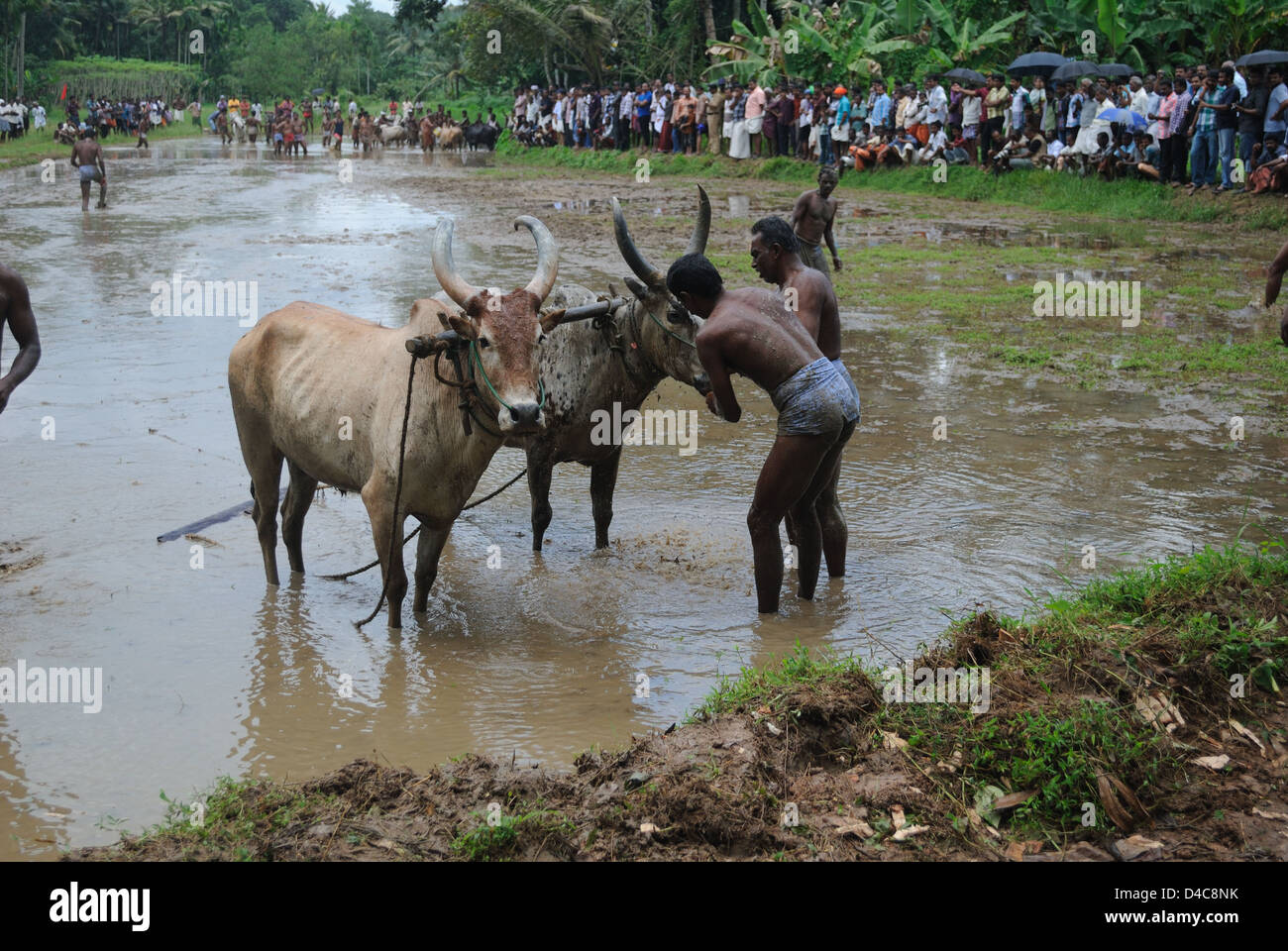 Cattle Race in Travancore,Kerala Stock Photo - Alamy