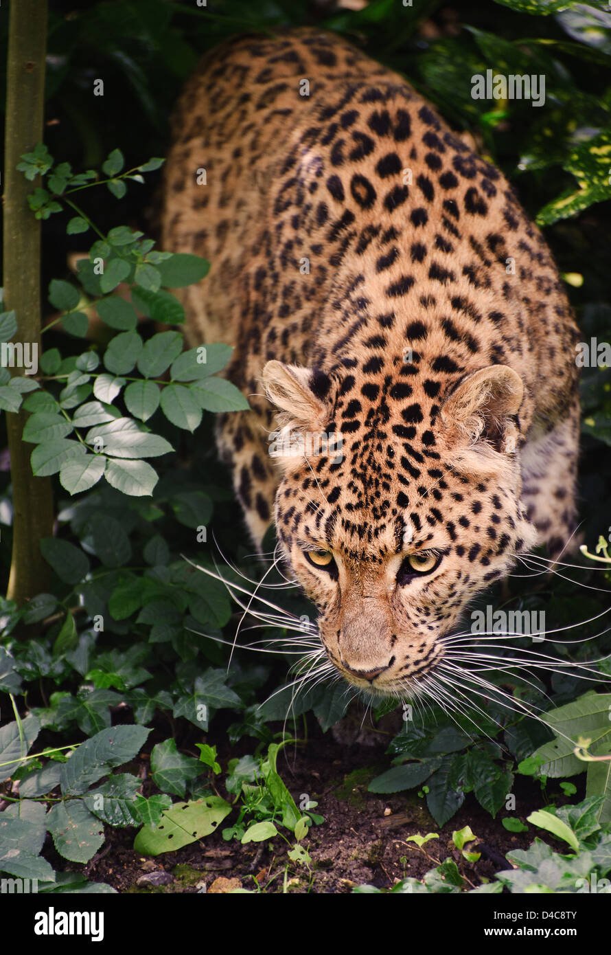 Beautiful portrait of leopard Panthera Pardus big cat amongst foliage ...