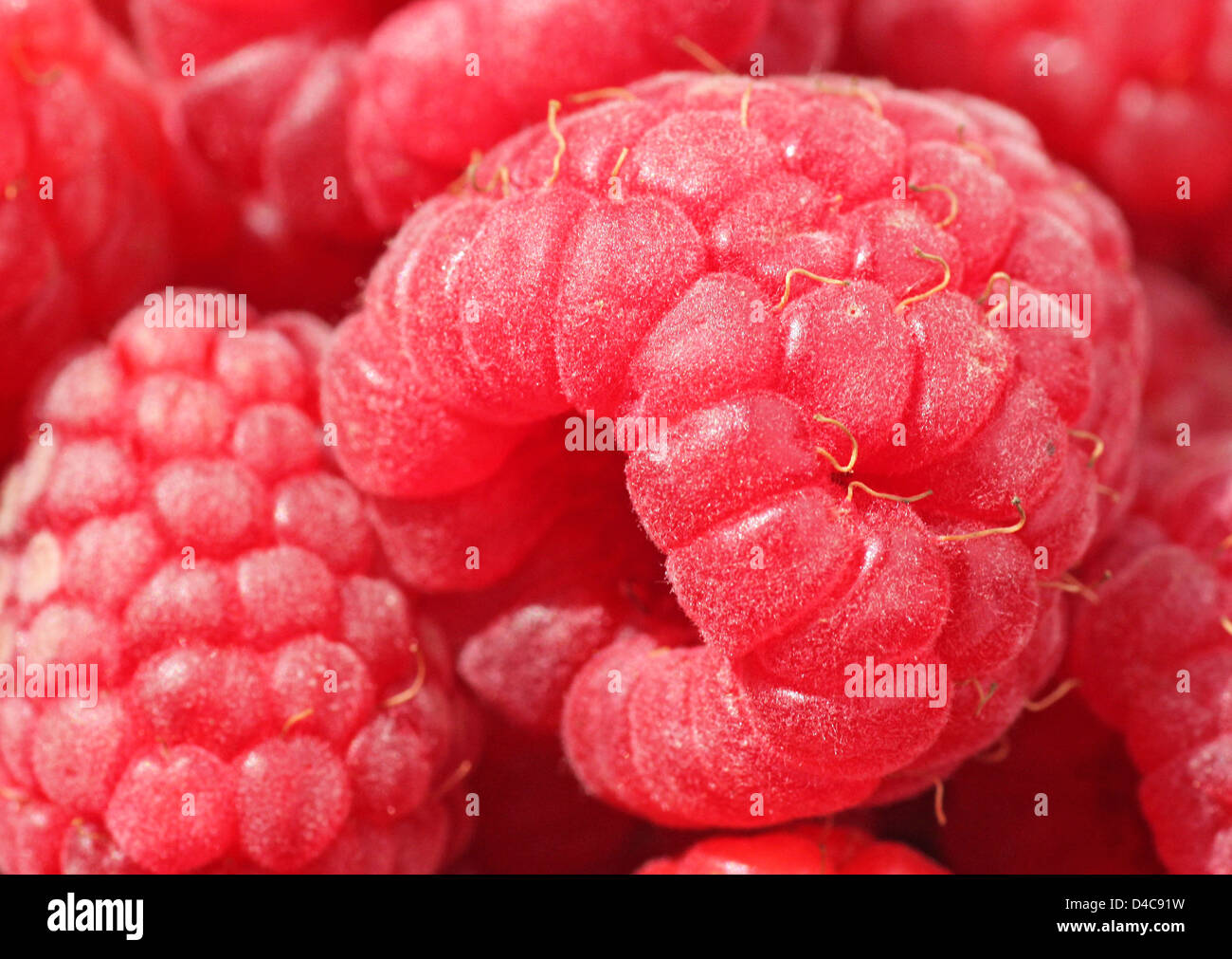 Red raspberry fruit hi-res stock photography and images - Alamy