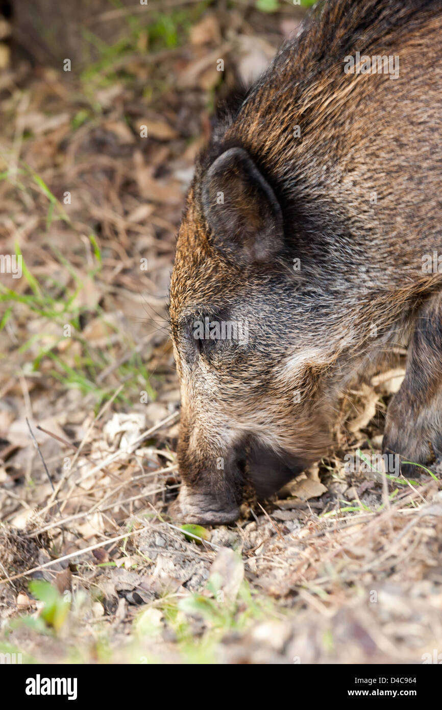 Young wild boar eat acorns under the oaks Stock Photo - Alamy