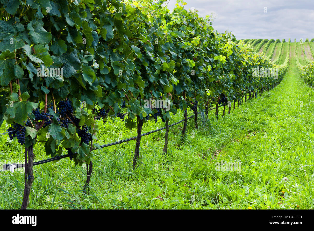 Beautiful rows of grapes before harvesting Stock Photo - Alamy
