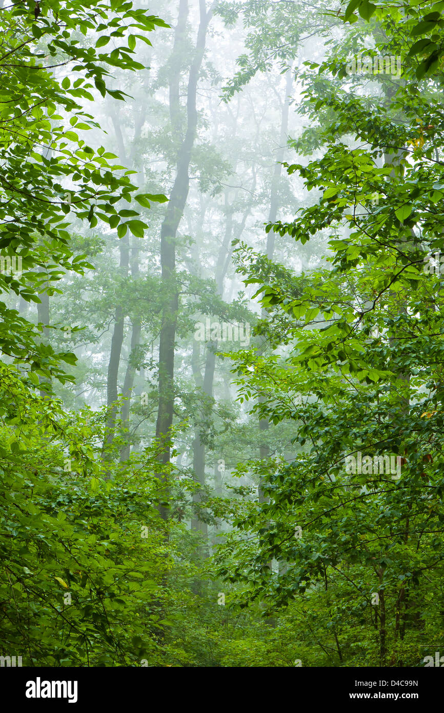 Beautiful misty autumn forest Stock Photo - Alamy