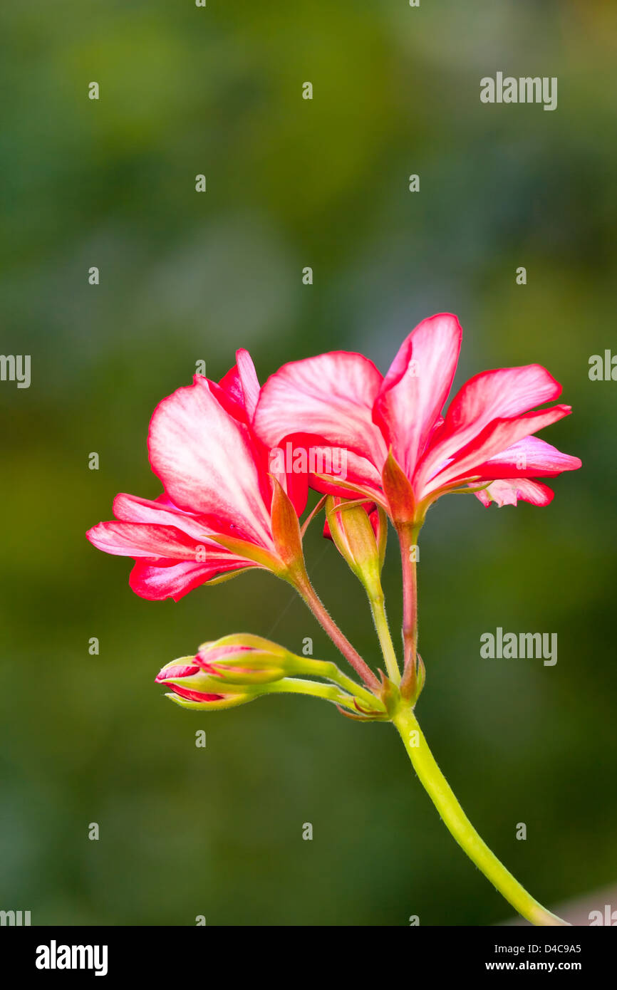 Beautiful geranium flower detail Stock Photo - Alamy