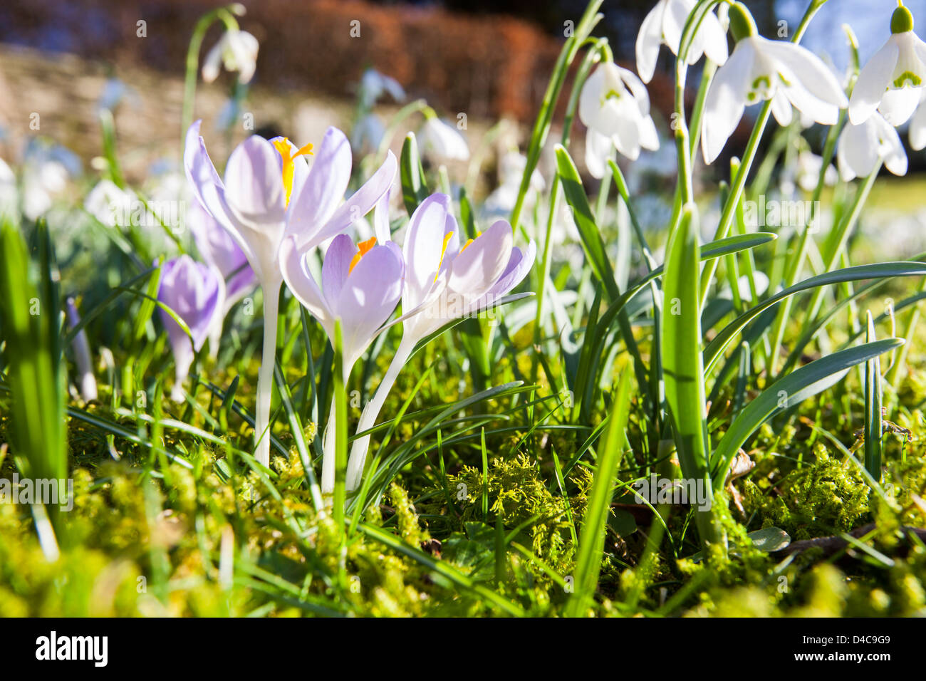 Purple snowdrops growing in spring hi-res stock photography and images ...