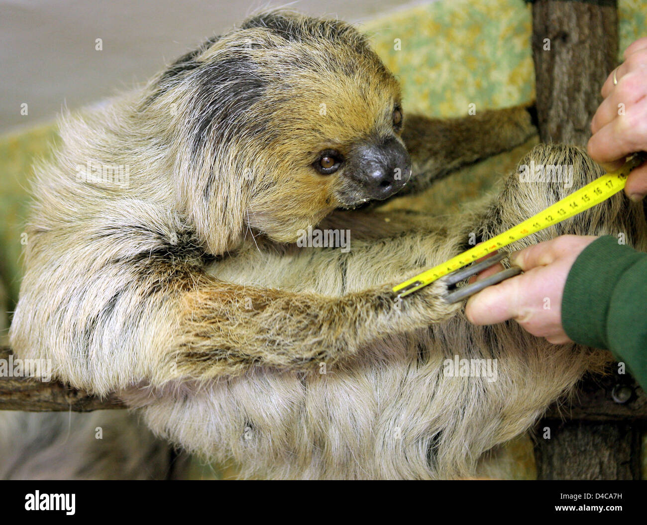 Keeper Cornelia Spretke measures the oldest sloth currently held at a ...