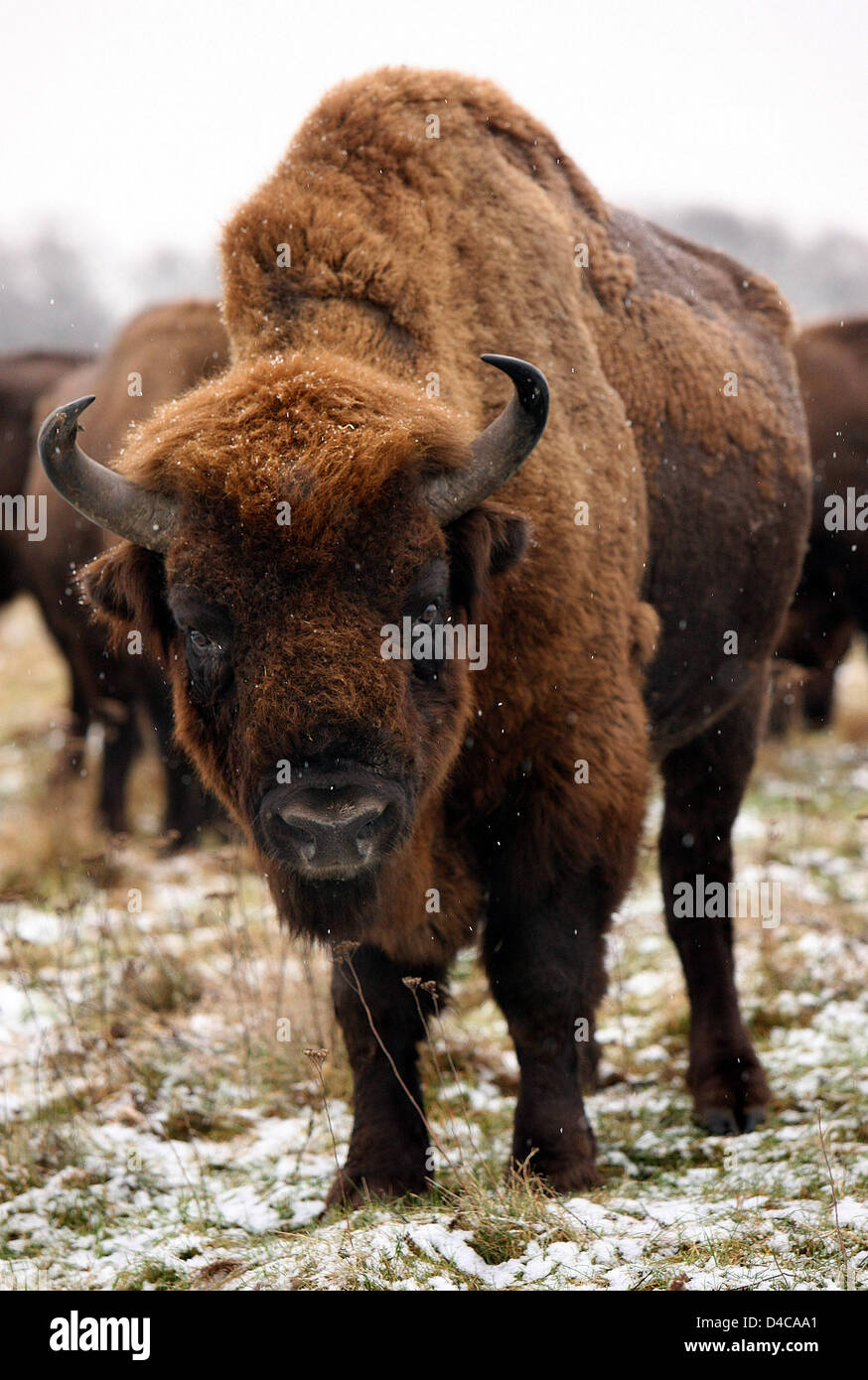 A Wisent bull, also referred to as European Bison, is pictured during ...