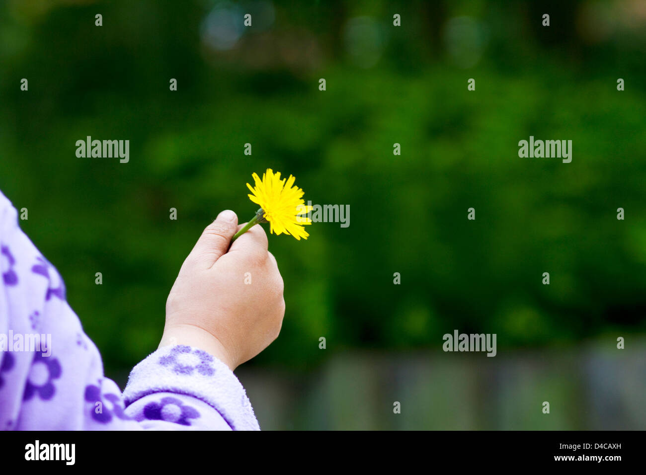 Toddler holding buttercup Stock Photo - Alamy
