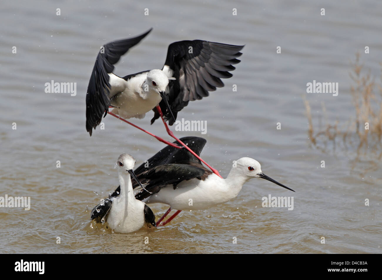 Three Black-winged Stilts fighting Stock Photo - Alamy