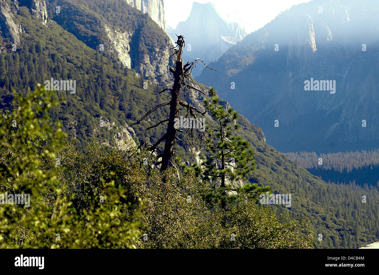 A dead tree is pictured at Yosemite National Park in California, USA ...