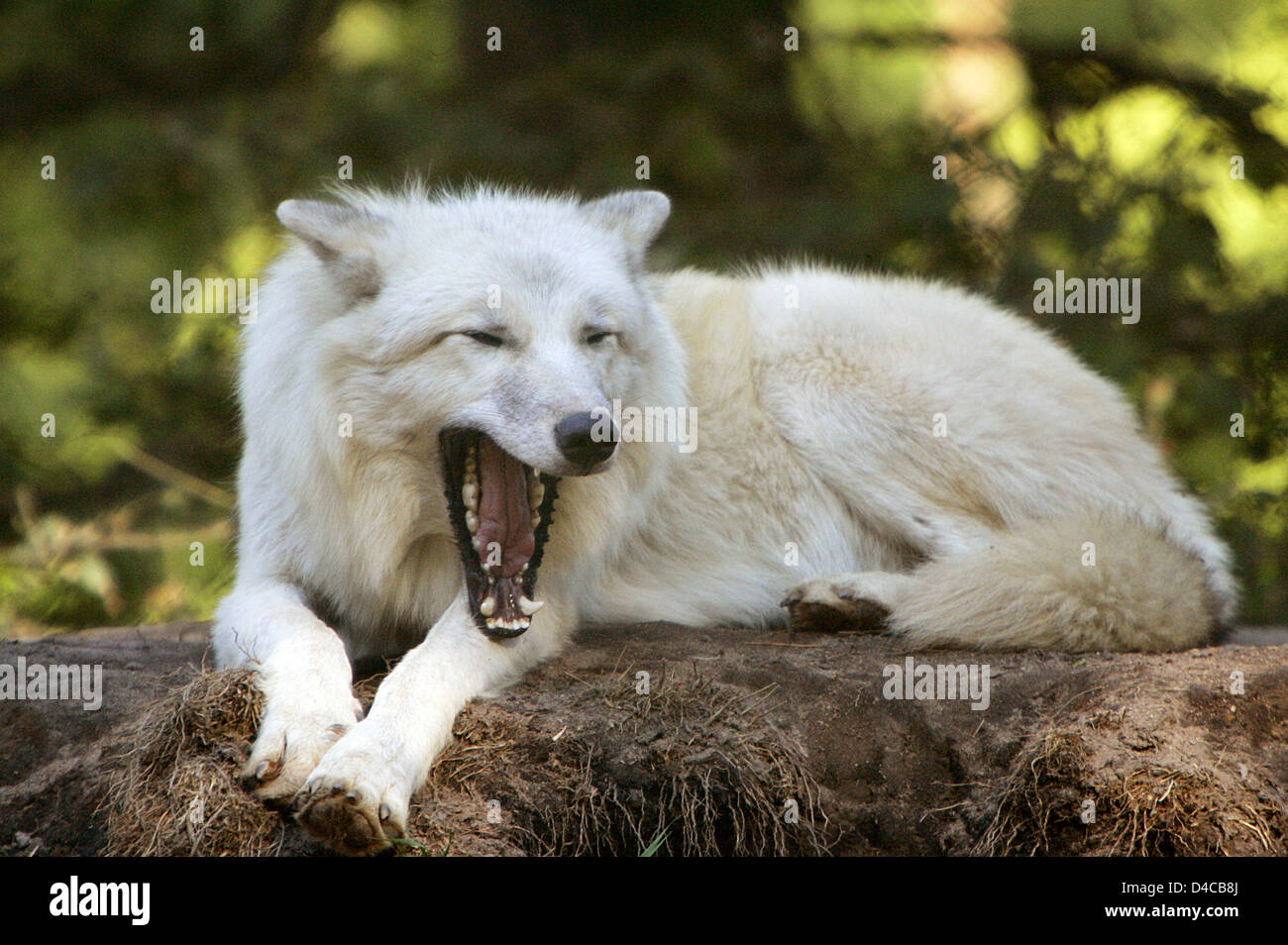 A white wolf is pictured in a wildlife park in Hanau, Germany, December ...