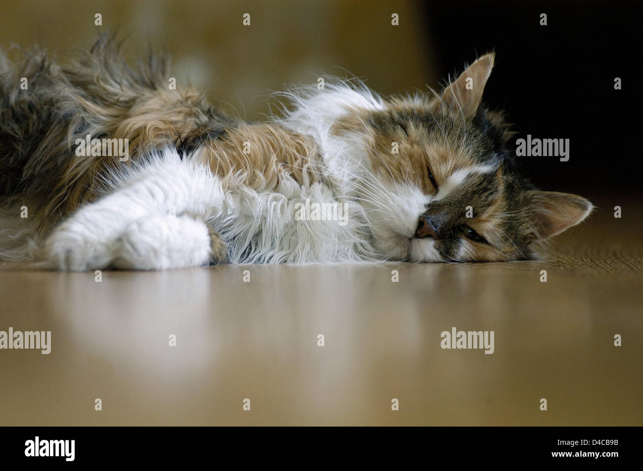 Sprawles hi-res stock photography and images - Alamy