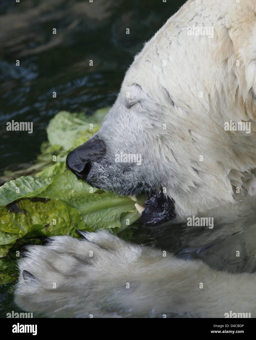 Polar bear mother 'Vera' eats lettuce at her enclosure at the zoo ...