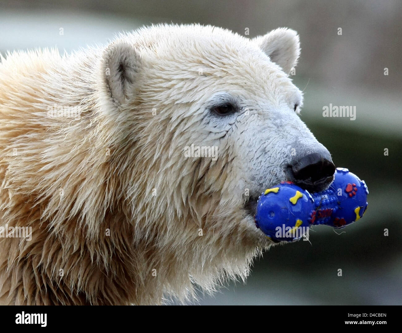 Berlin's famous young polar bear 'Knut', weighing 125 kg already, plays ...