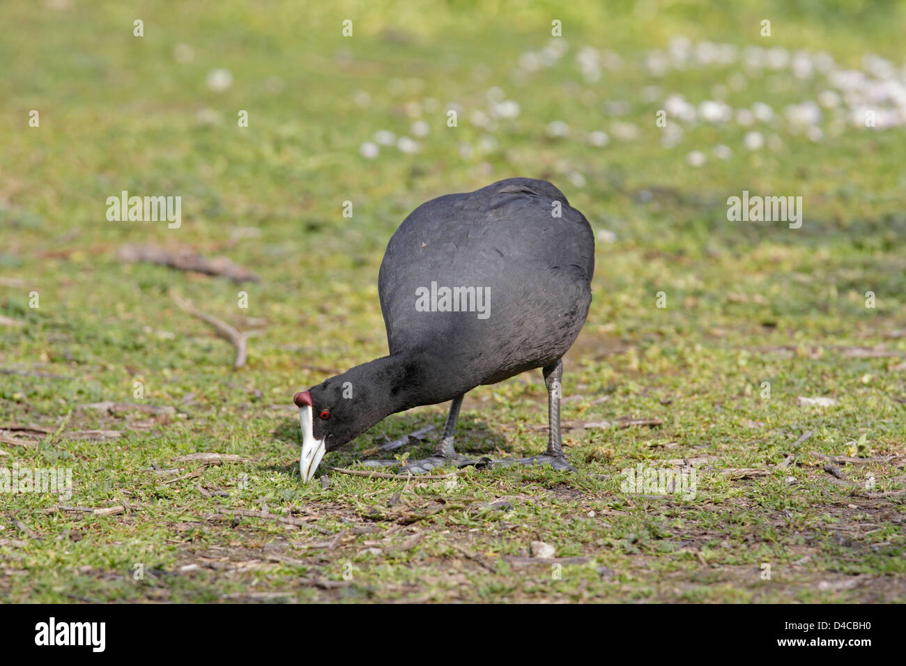 Crested or Red-knobbed Coot at Albufera Reserve Mallorca Stock Photo ...