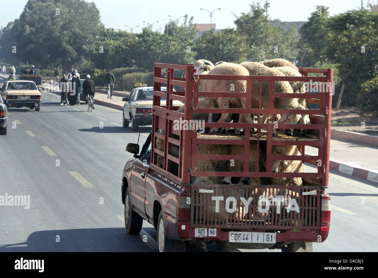 The picture shows a pick-up car transporting several sacrificial sheep ...