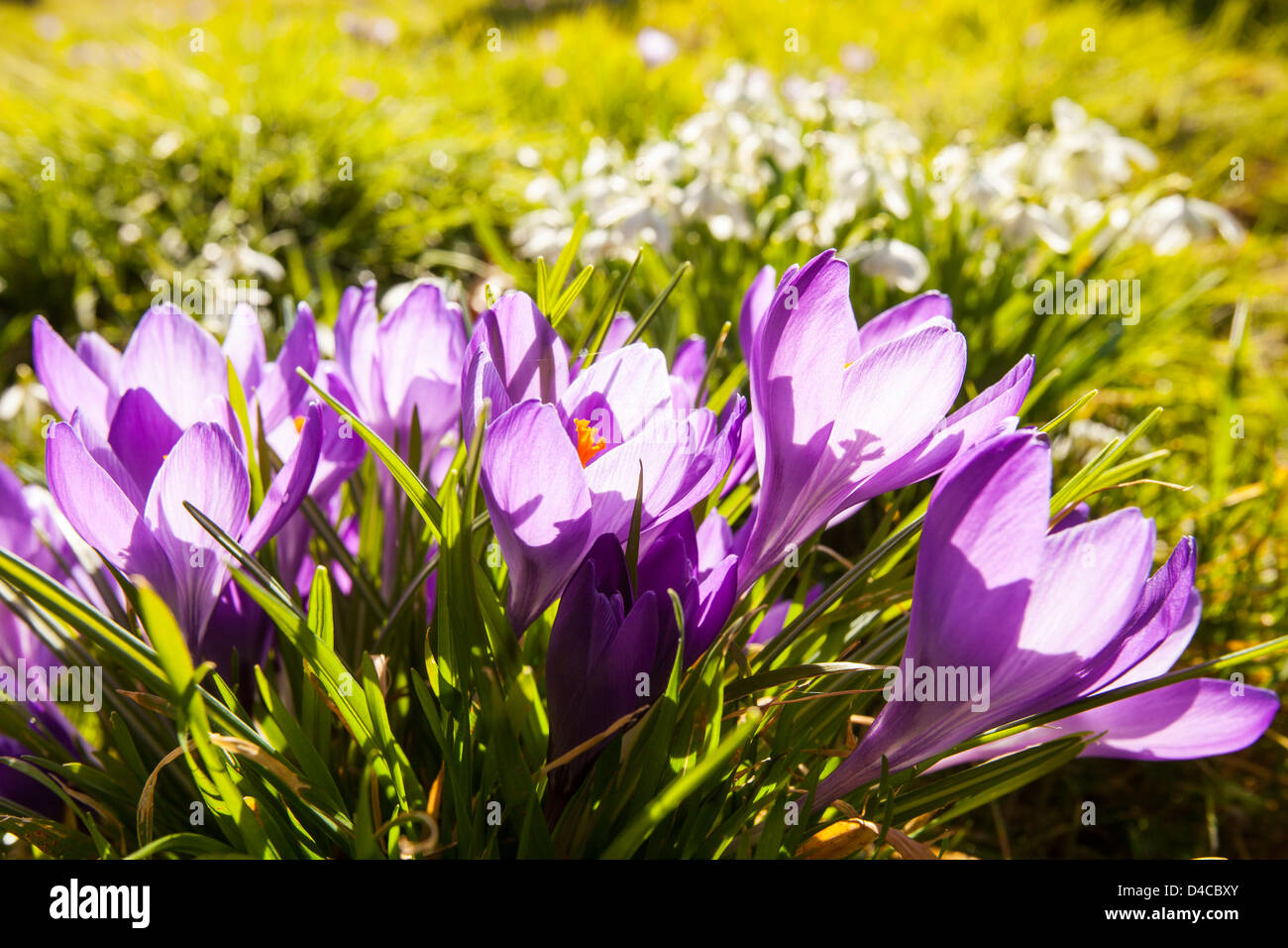 Purple snowdrops growing in spring hi-res stock photography and images ...