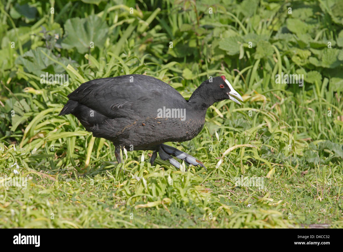 Crested or Red-knobbed Coot at Albufera Reserve Mallorca Stock Photo ...