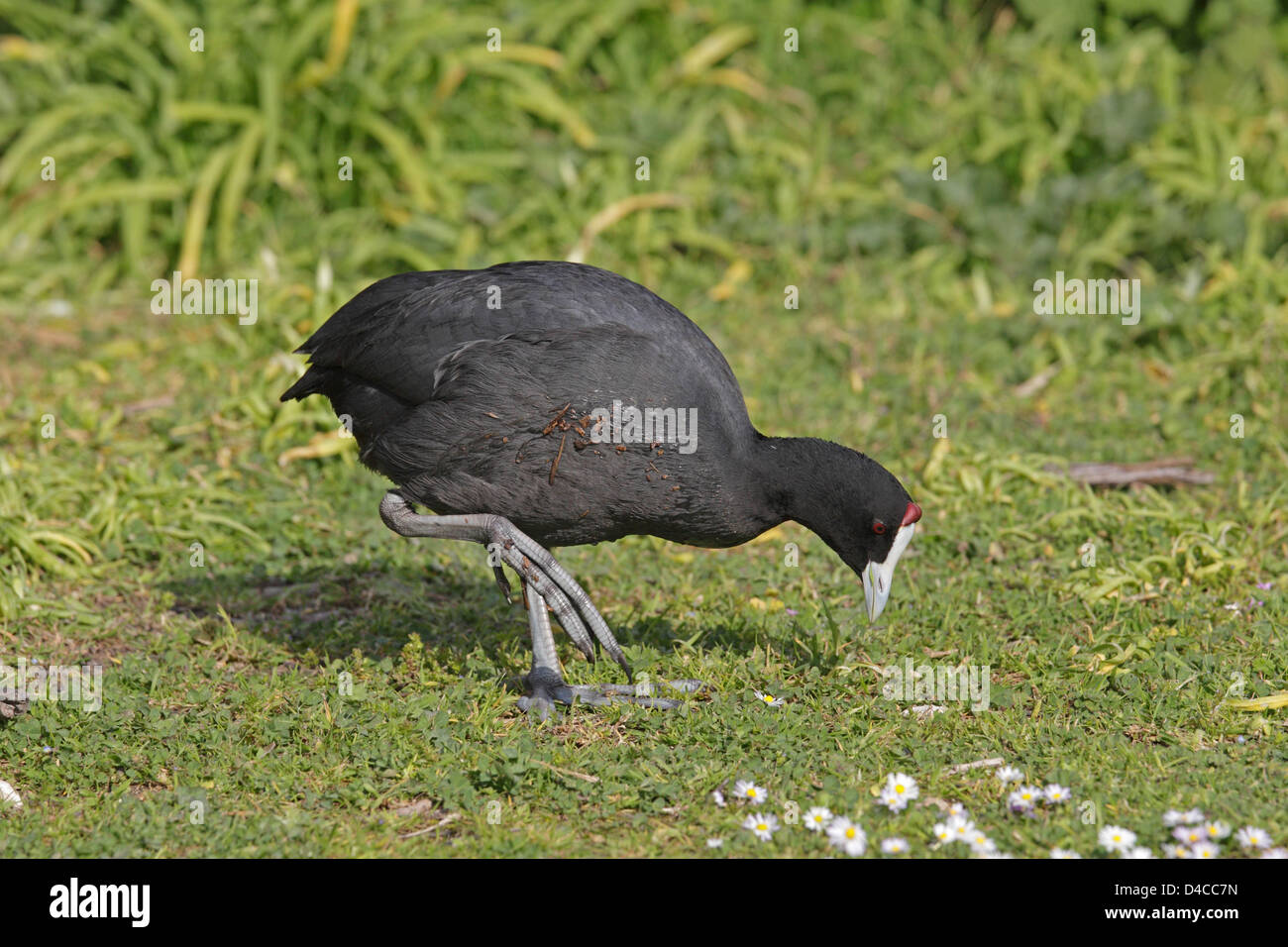 Crested or Red-knobbed Coot at Albufera Reserve Mallorca Stock Photo ...