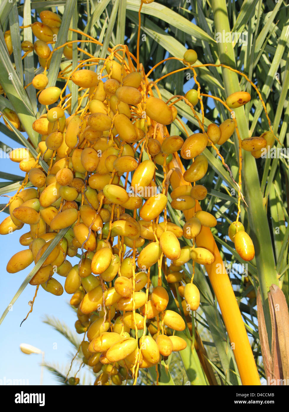 The picture shows the fruits of a date tree in Morocco, 16 December ...