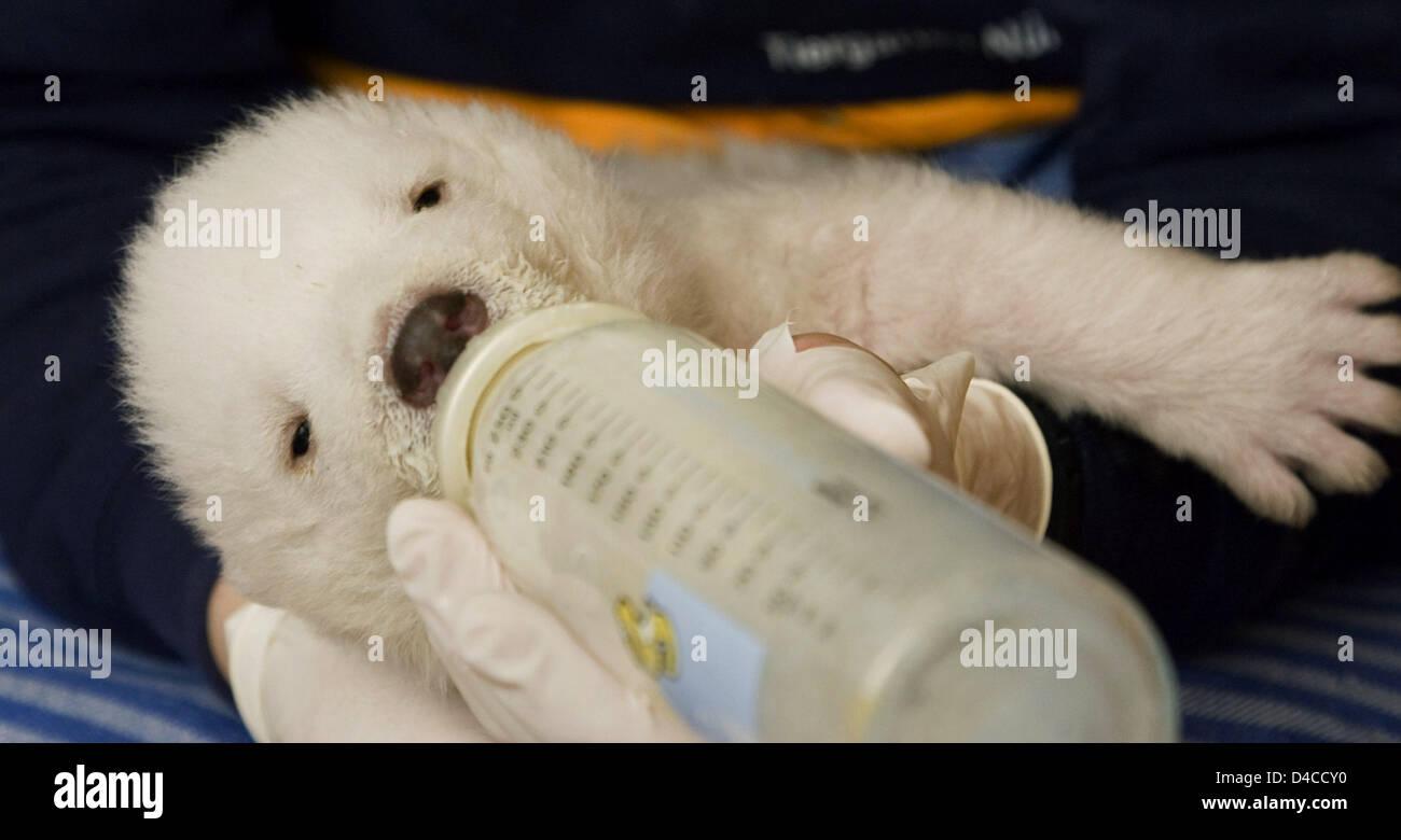 Polar bear 'Vera''s cub drinks milk from a bottle at Nuremberg's ...