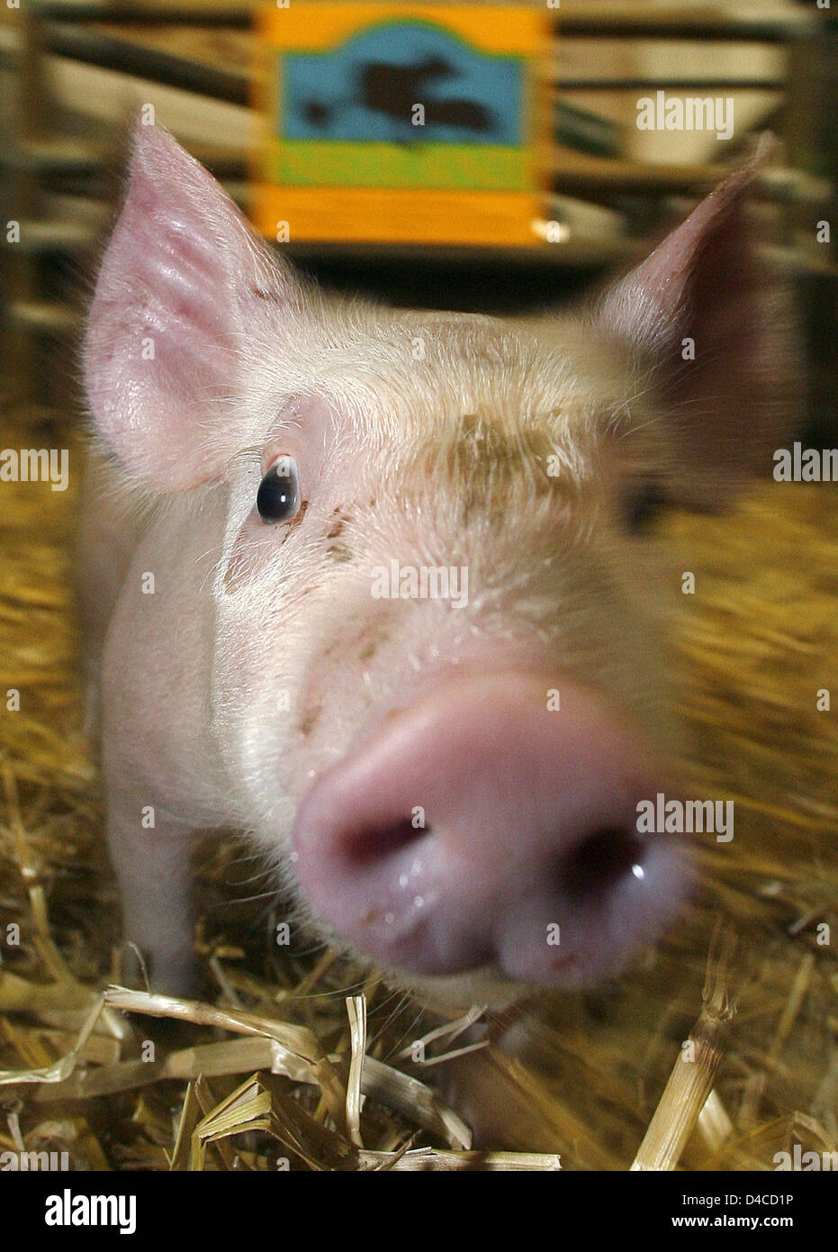 The picture shows a two-week-old piglet at the International Green Week ...