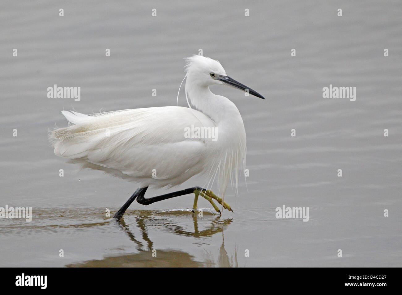 Breeding adult egret hi-res stock photography and images - Alamy