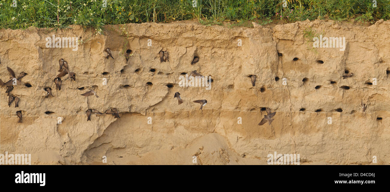 Bank Swallows, Riparia riparia Stock Photo - Alamy