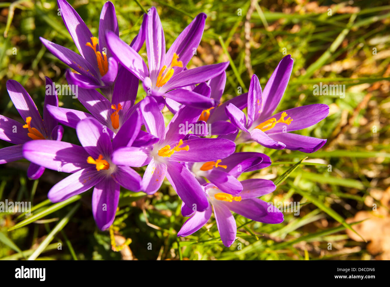 Crocus growing in Gosforth church yard, Cumbria, UK Stock Photo - Alamy