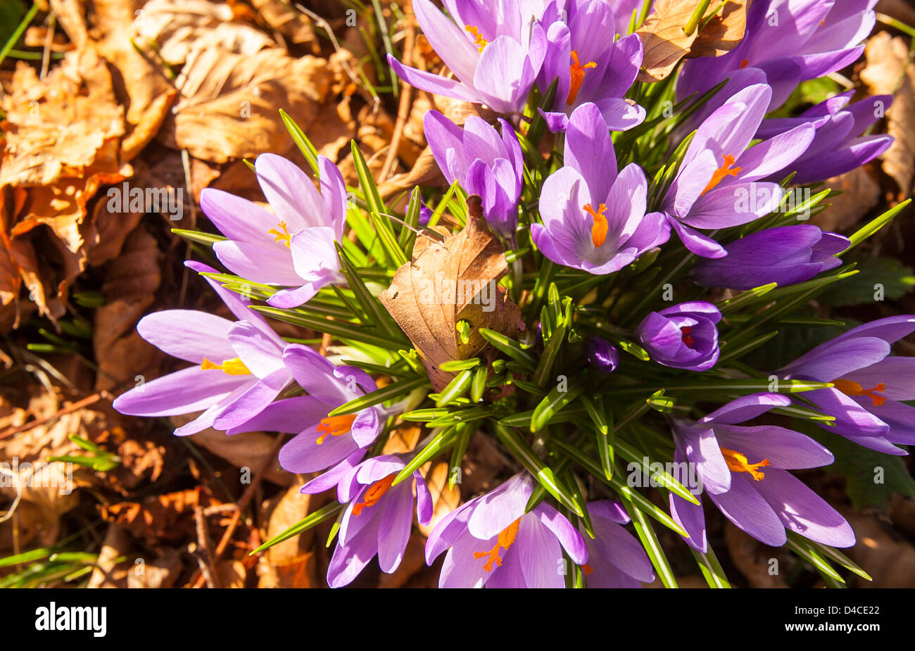Crocus growing in Gosforth church yard, Cumbria, UK Stock Photo - Alamy
